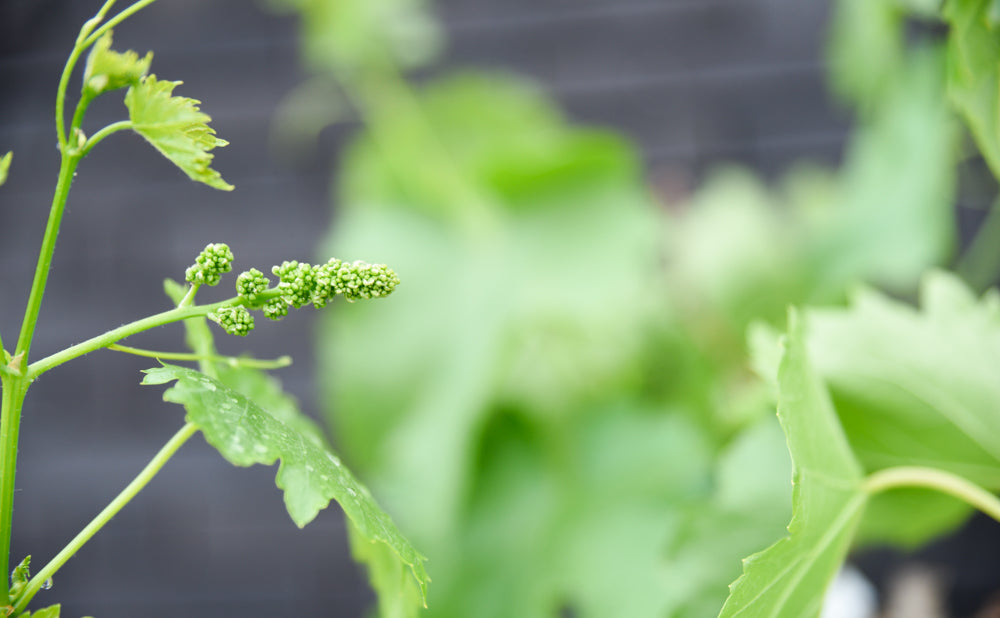 Druivelaar - Vitis vinifera - Druivenplant - Druiven – Extraverde